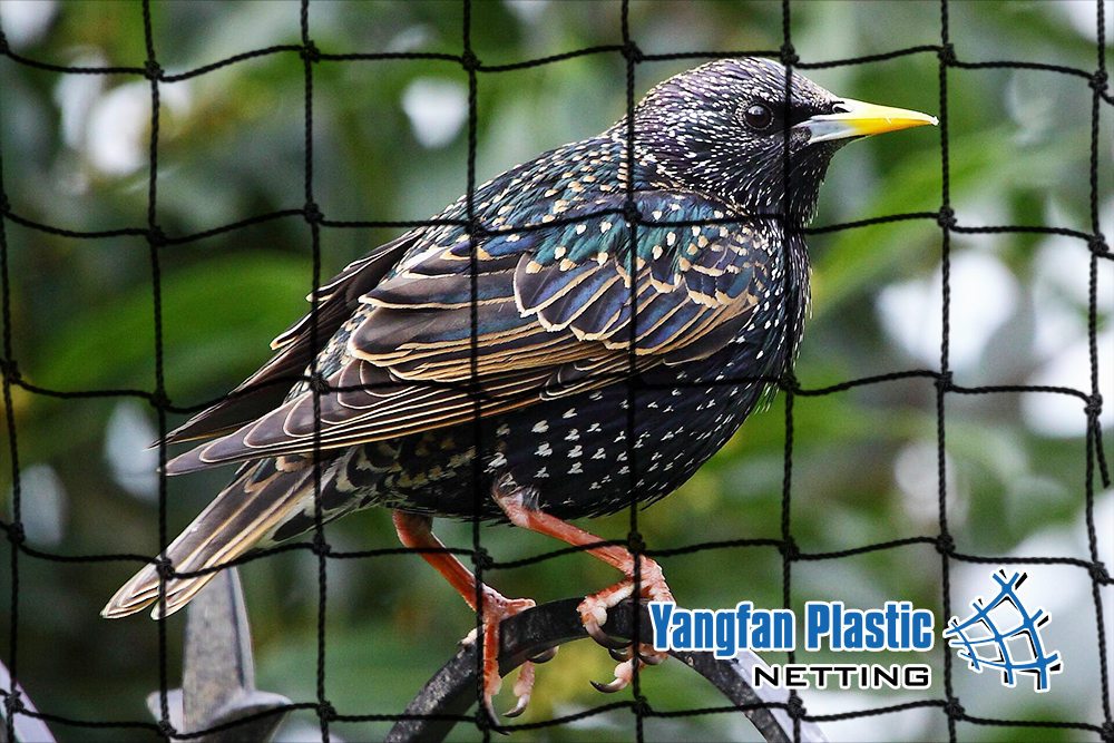 Knotted Netting 28mm ( for Starling)